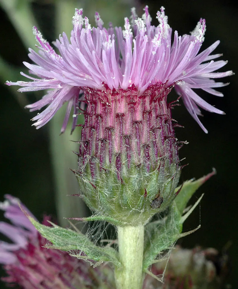 Canada Thistle - New Mexico Weeds