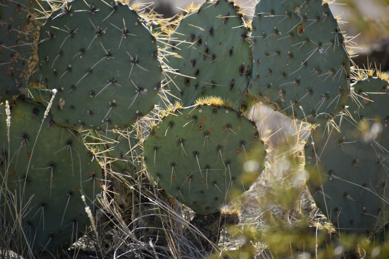 Restoring New Mexico Landscapes | Noxious Weeds of Northern NM