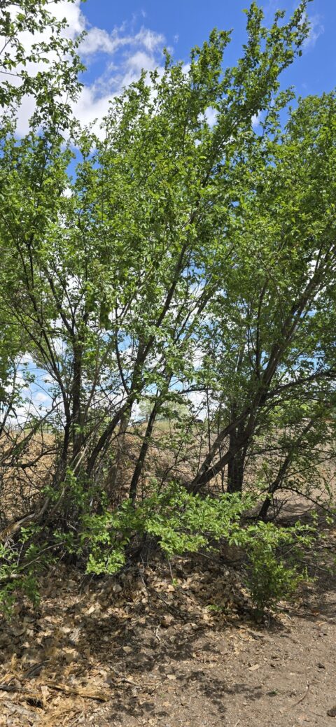 Siberian Elm - New Mexico Weeds