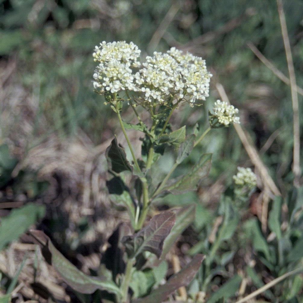 Hoary Cress - New Mexico Weeds