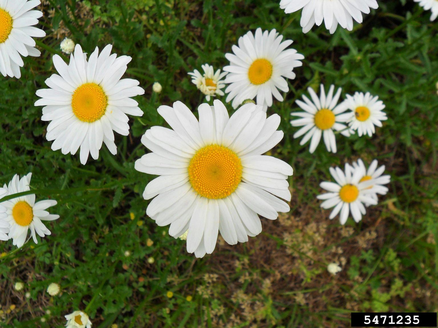 Oxeye Daisy - New Mexico Weeds
