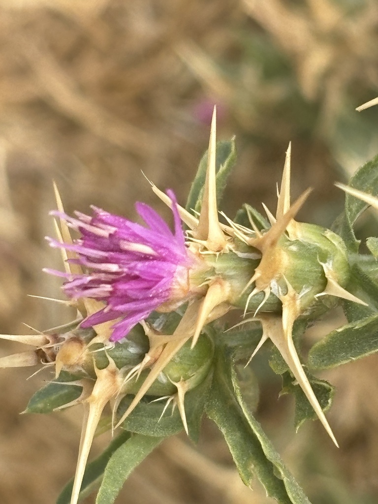 Restoring New Mexico Landscapes | Noxious Weeds of Northern NM